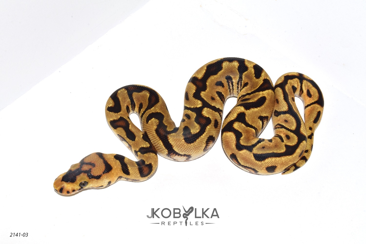 Enchi Spotnose Clown Ball Python by KINOVA - MorphMarket