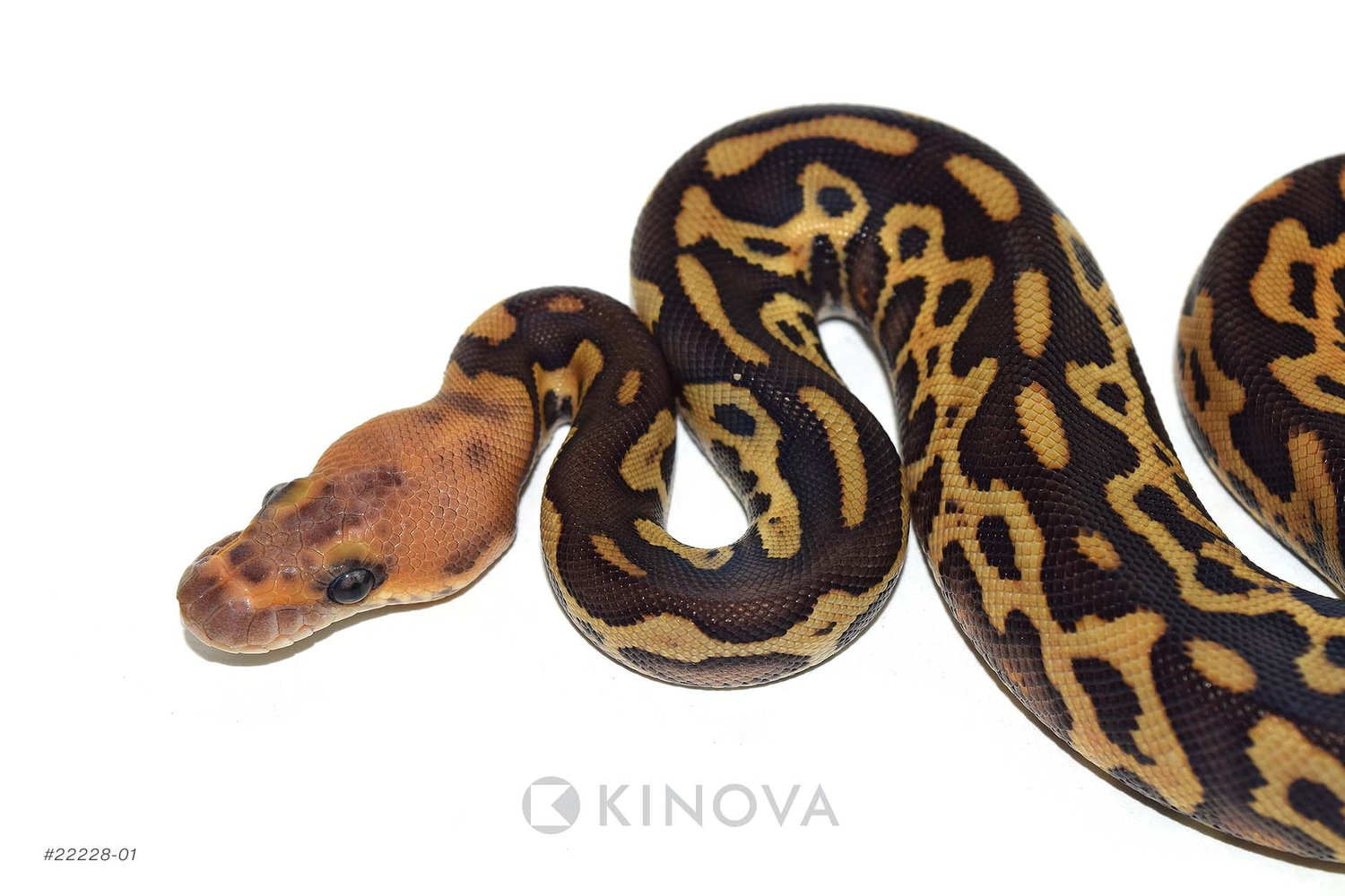 Black Pastel YB Batman Ball Python by KINOVA - MorphMarket