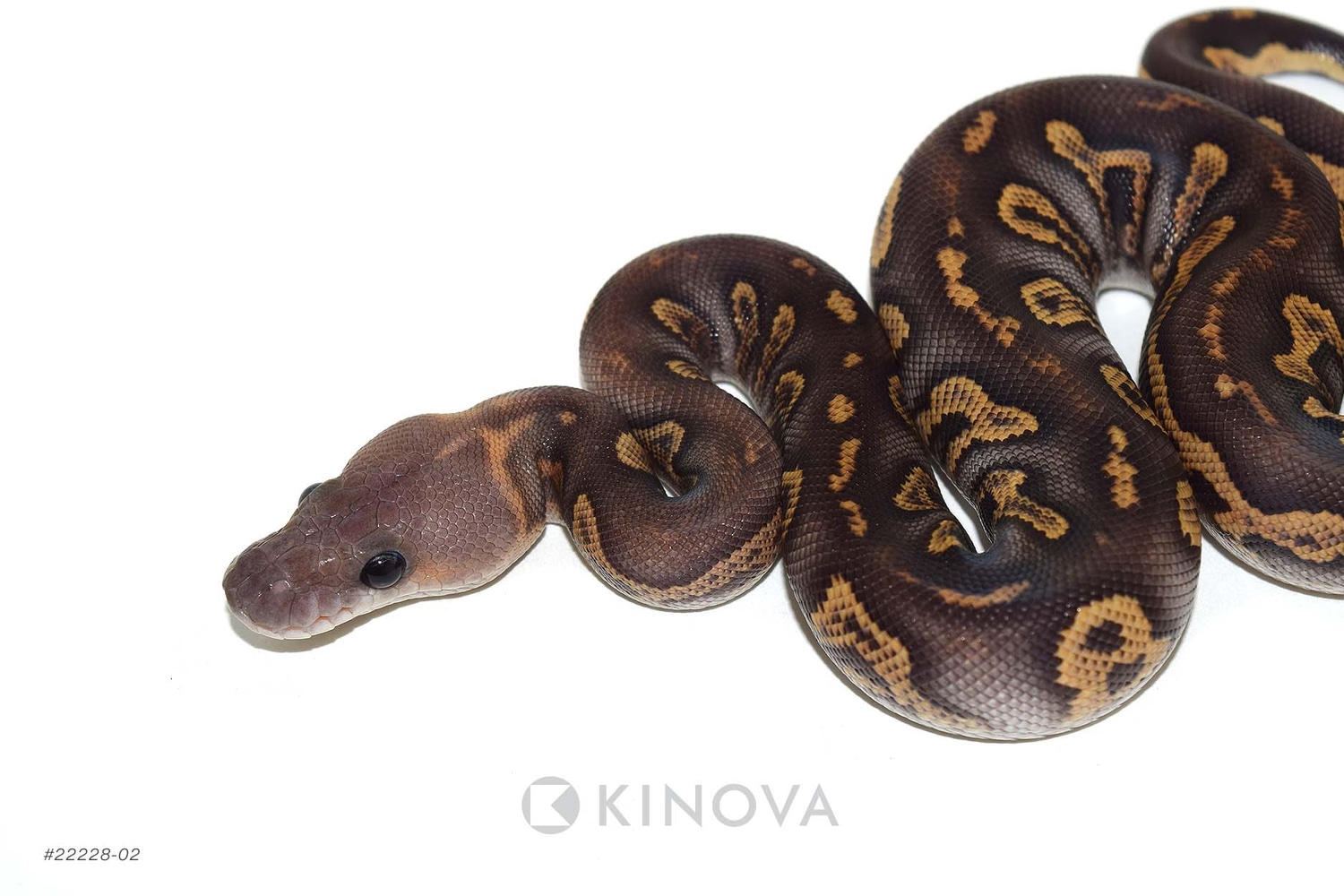 Black Pastel GHI Wookie Leopard Clown Ball Python by KINOVA - MorphMarket