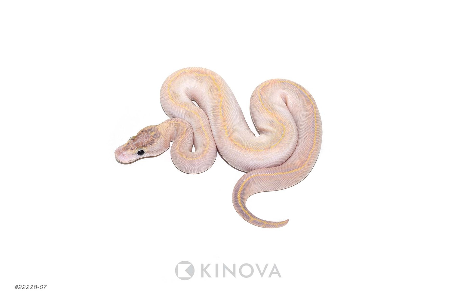 Ivory Het Clown (Possible GHI Wookie Redstripe) Ball Python by KINOVA ...