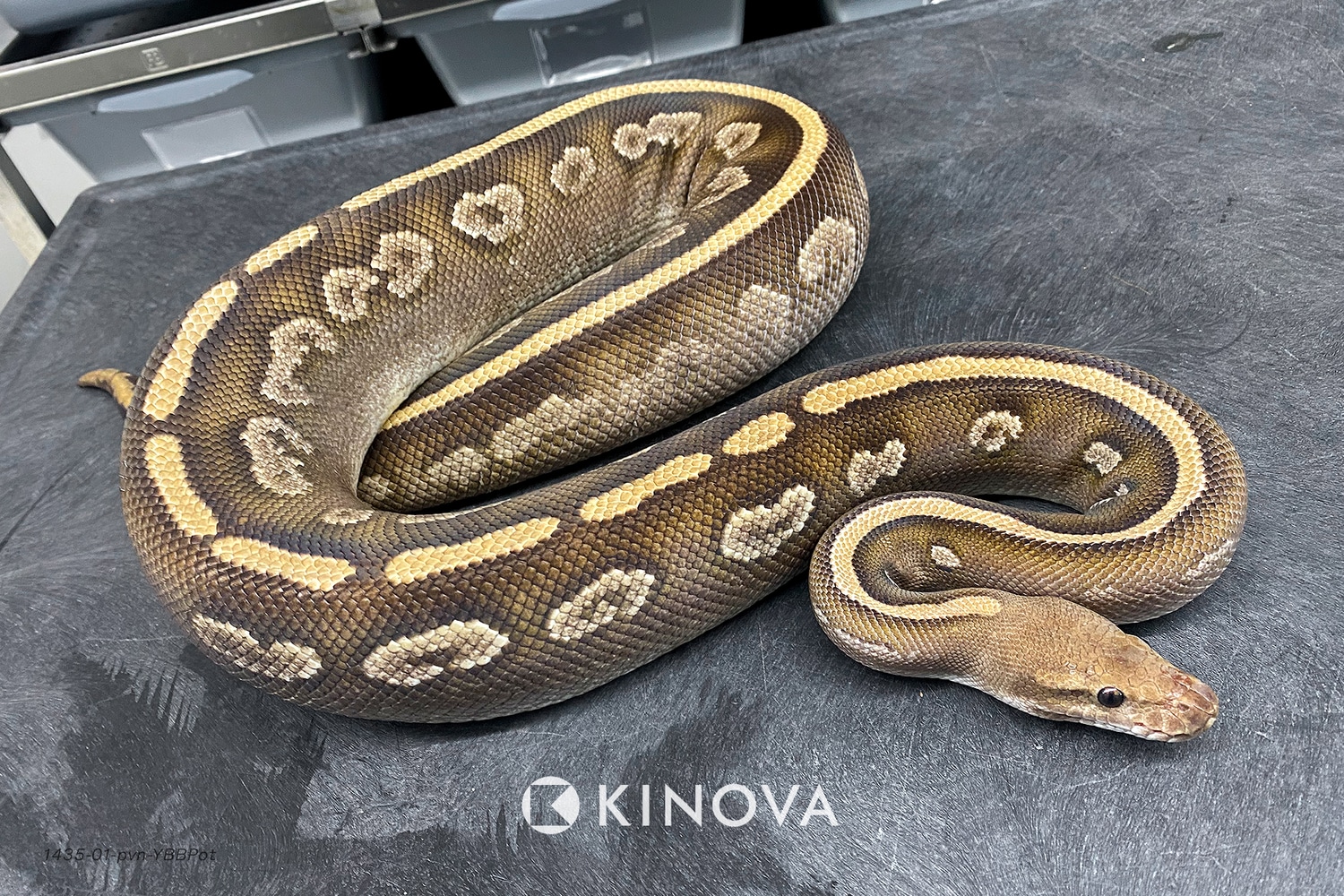 Mahogany Mojave YB Ball Python by KINOVA - MorphMarket