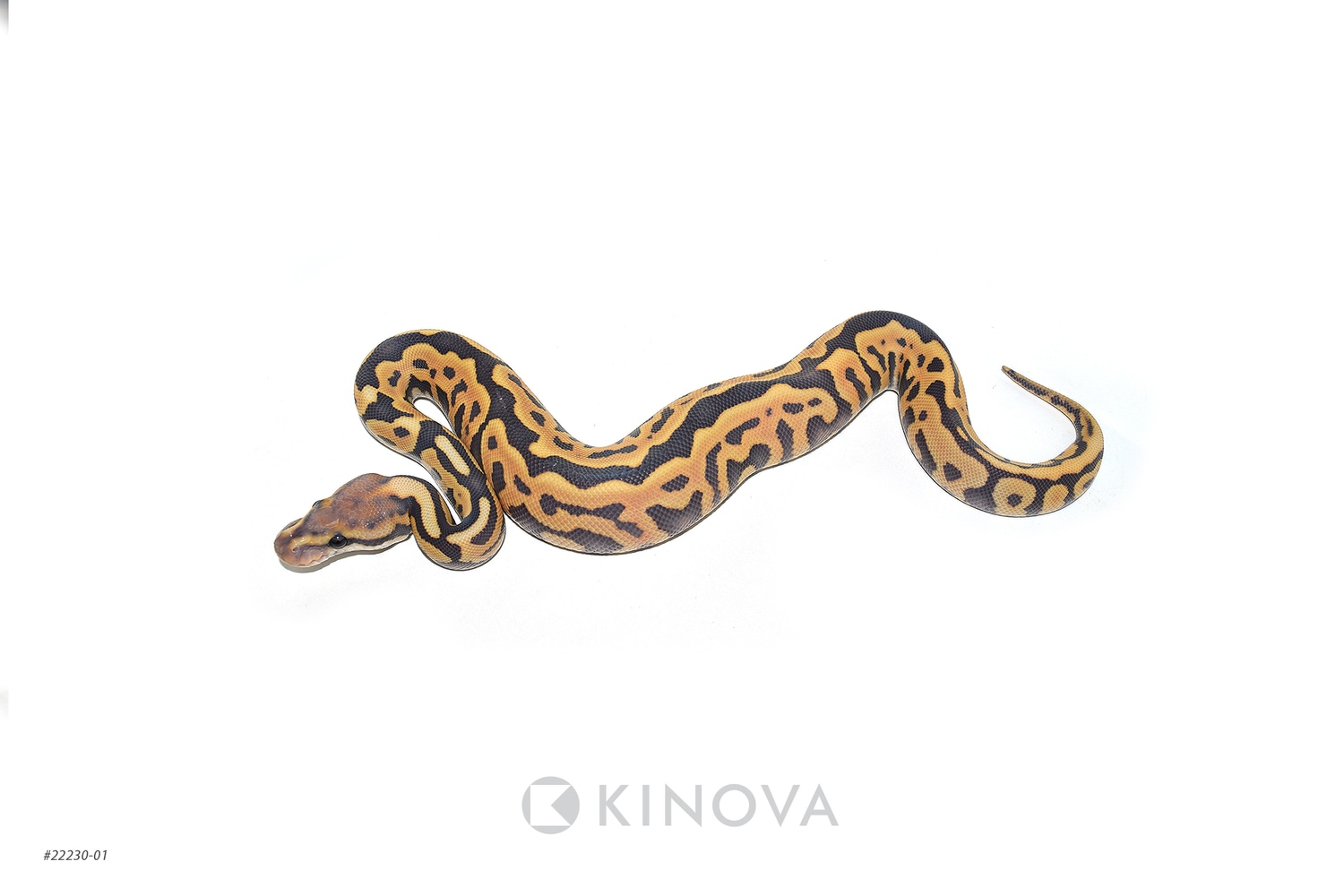 Black Pastel Leopard Spotnose Hypo Desert Ghost Ball Python by KINOVA - MorphMarket