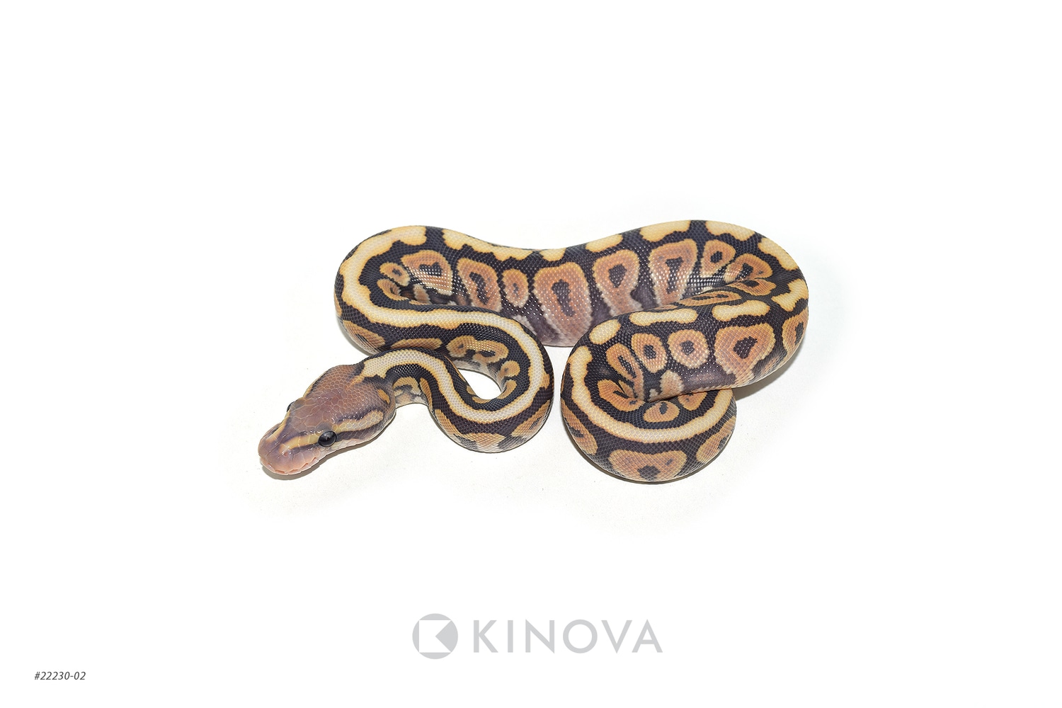 Black Pastel Spotnose Hypo Desert Ghost Ball Python by KINOVA - MorphMarket