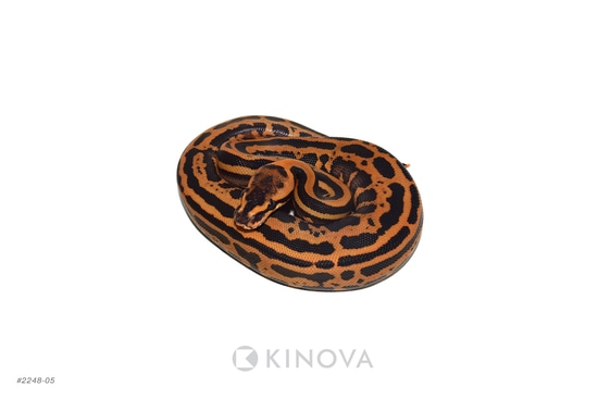 Fire Leopard Confusion 66% Het Puzzle Ball Python by KINOVA
