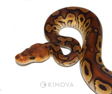 Cypress Clown Ball Python by KINOVA - MorphMarket