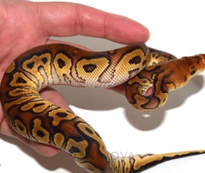 Cypress Clown Ball Python by KINOVA - MorphMarket
