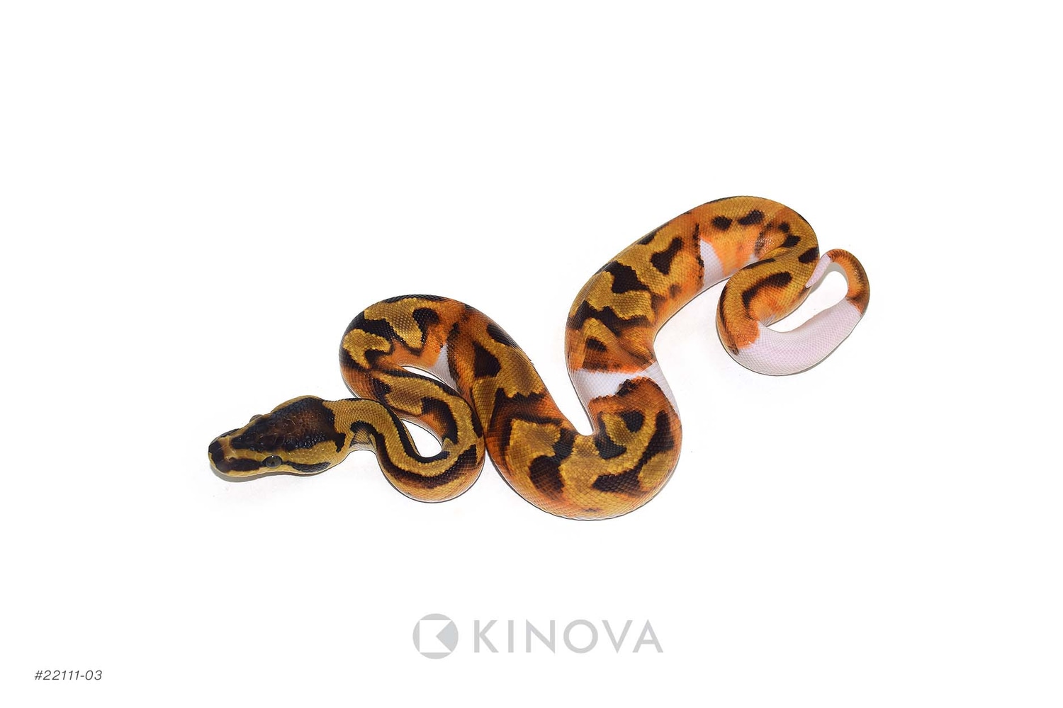 Enchi Pied Het Clown 66% Het Desert Ghost Ball Python by KINOVA ...