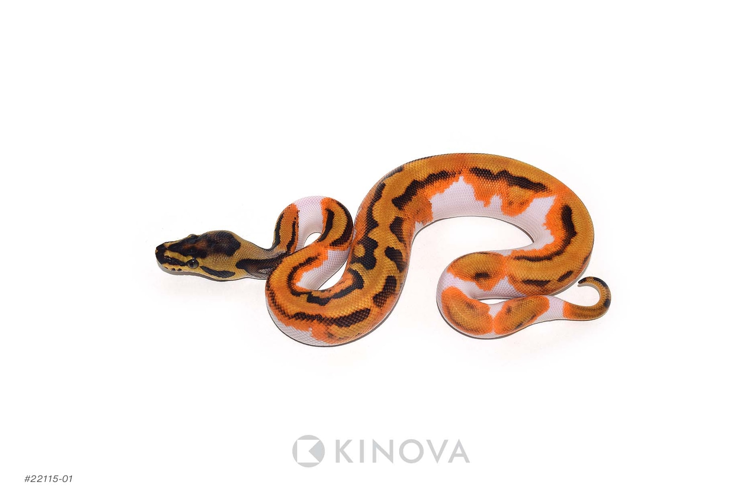Enchi YB Leopard OR Stranger Pied 50% Het Clown Ball Python by KINOVA ...