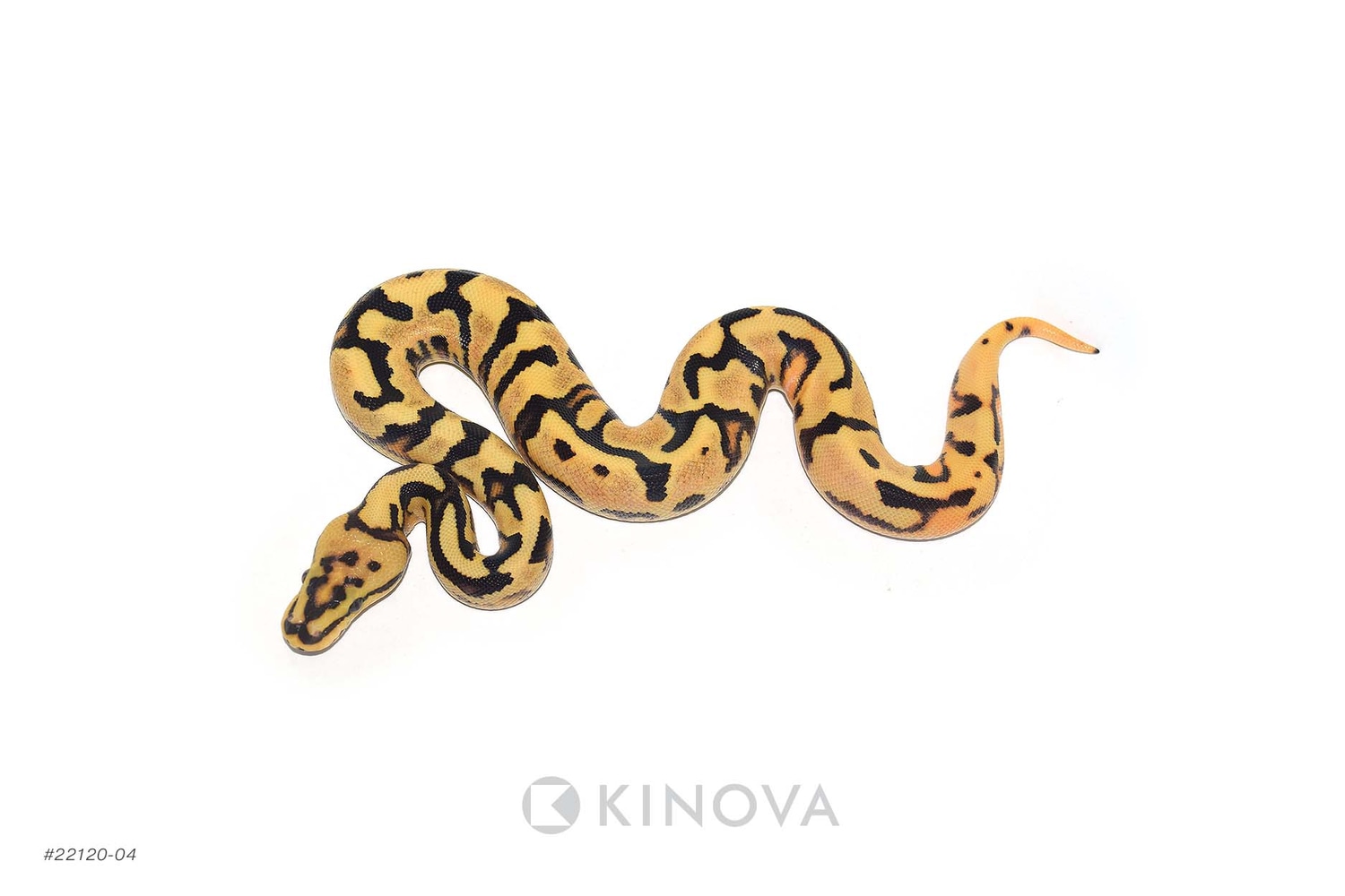 OD YB Fire Spotnose Het Clown 50% Het Desert Ghost Ball Python by ...