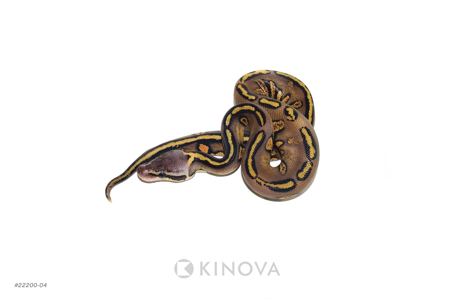 Pastel (Super) Stranger 66% Het Clown 50% Het Monsoon Ball Python by ...