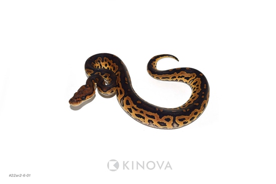 Blackhead Clown Ball Python by KINOVA