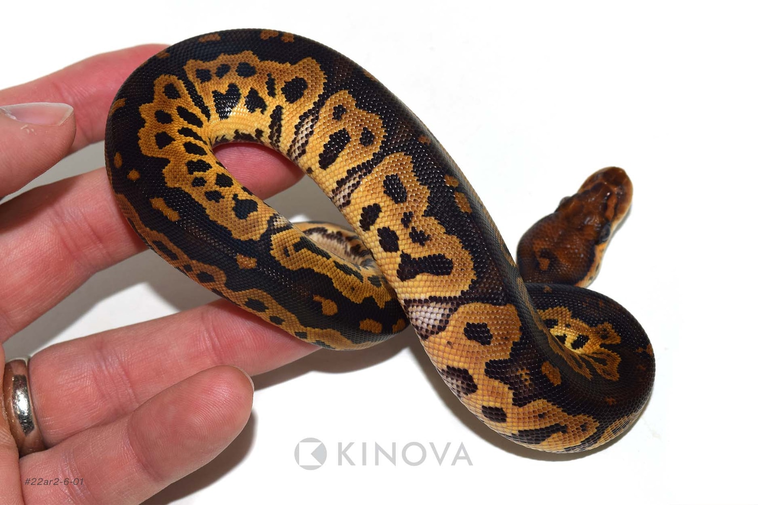 Blackhead Clown Ball Python by KINOVA - MorphMarket