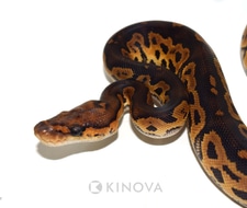 Blackhead Clown Ball Python by KINOVA - MorphMarket