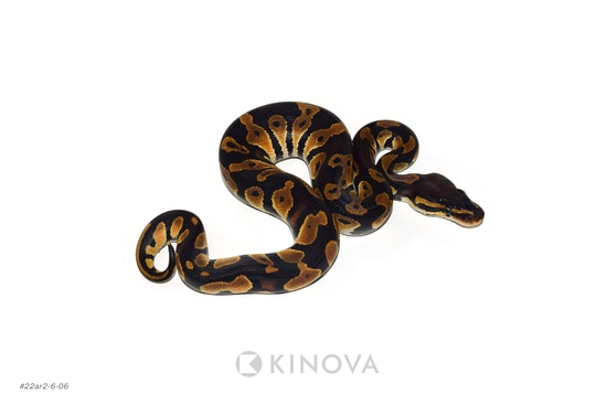 OD Blackhead Het Clown Ball Python by KINOVA