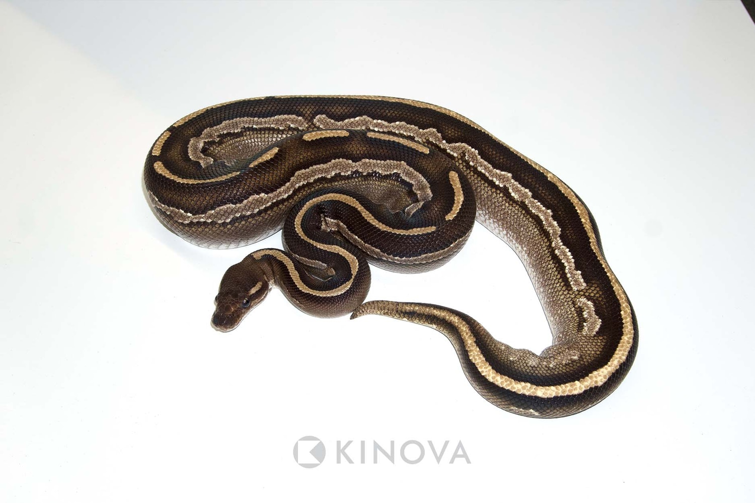 Leopard Blackhead Mojave Triple Het Hypo Black Axanthic Pied Ball ...