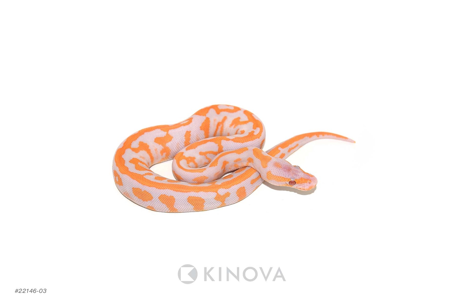 Leopard Blackhead Confusion Lavender Ball Python by KINOVA - MorphMarket