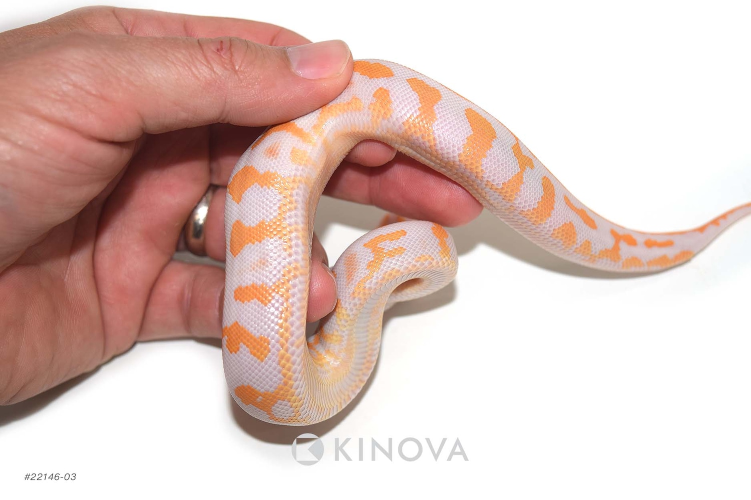Leopard Blackhead Confusion Lavender Ball Python by KINOVA - MorphMarket
