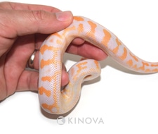 Leopard Blackhead Confusion Lavender Ball Python by KINOVA - MorphMarket