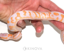 Leopard Blackhead Confusion Lavender Ball Python by KINOVA - MorphMarket