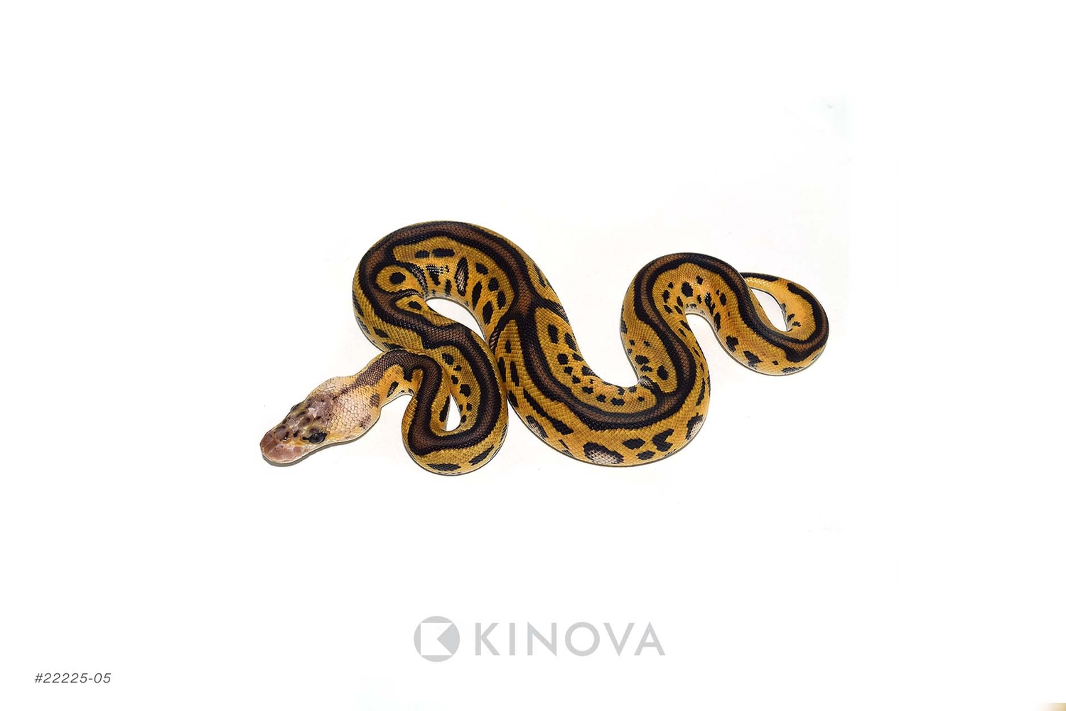 Pastel Leopard Clown Dbl Het Desert Ghost G-Stripe Ball Python by ...