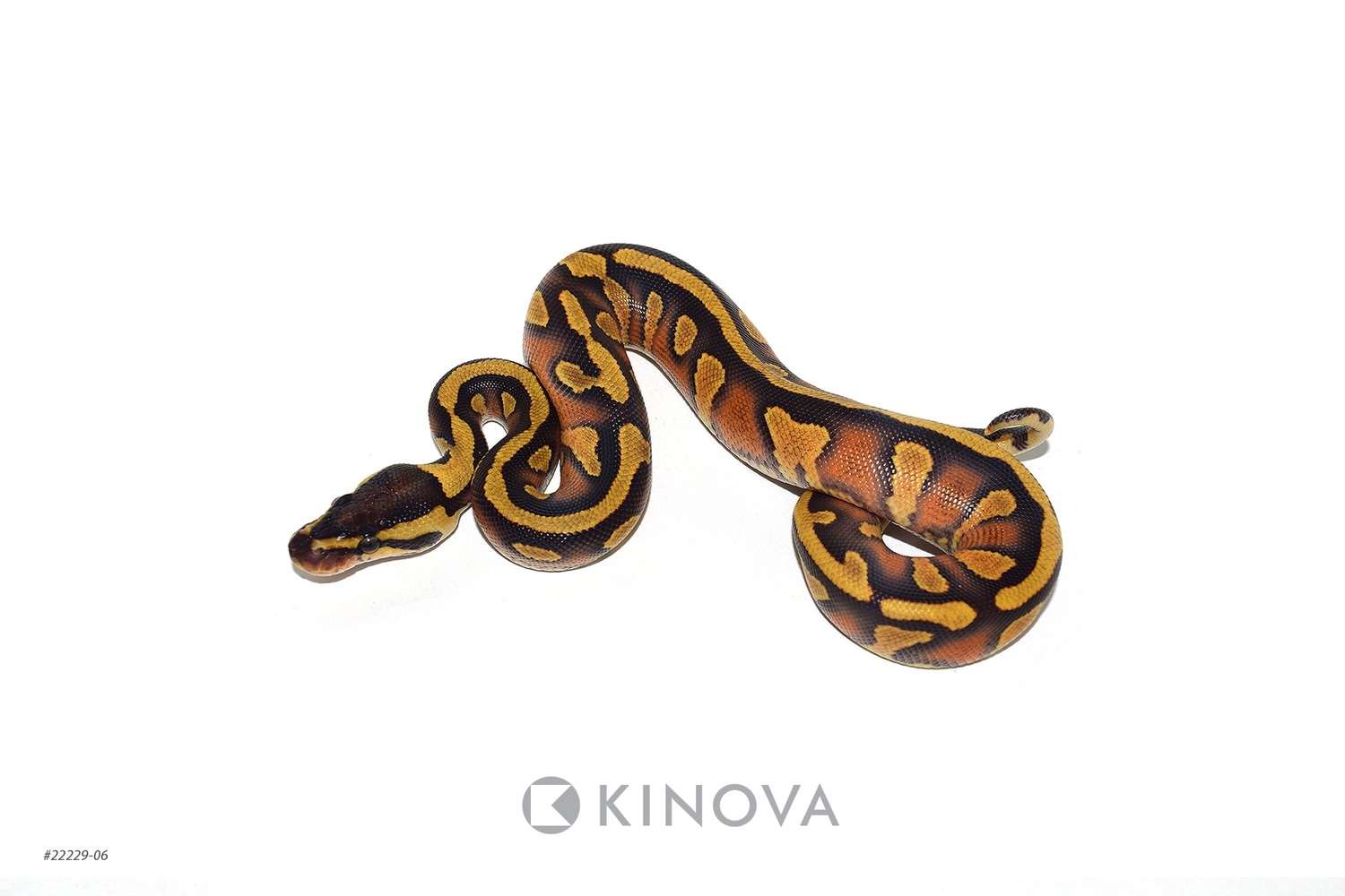 Enchi Blackhead YB Dbl Het Clown Pied Ball Python by KINOVA - MorphMarket