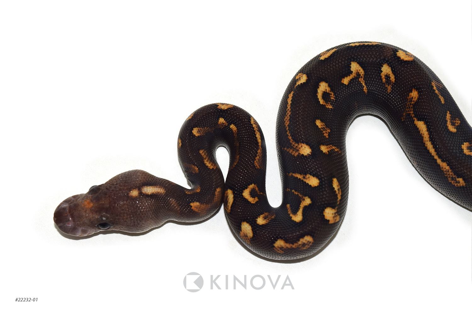 Kraken 2.0 - Black Pastel GHI Wookie YB Clown (Poss Redstripe ...