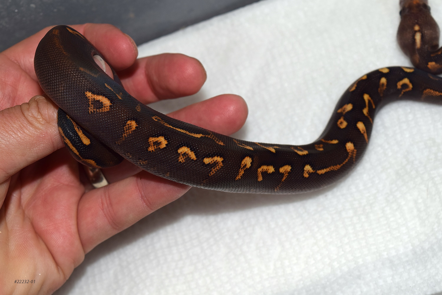 Kraken 2.0 - Black Pastel GHI Wookie YB Clown (Poss Redstripe ...