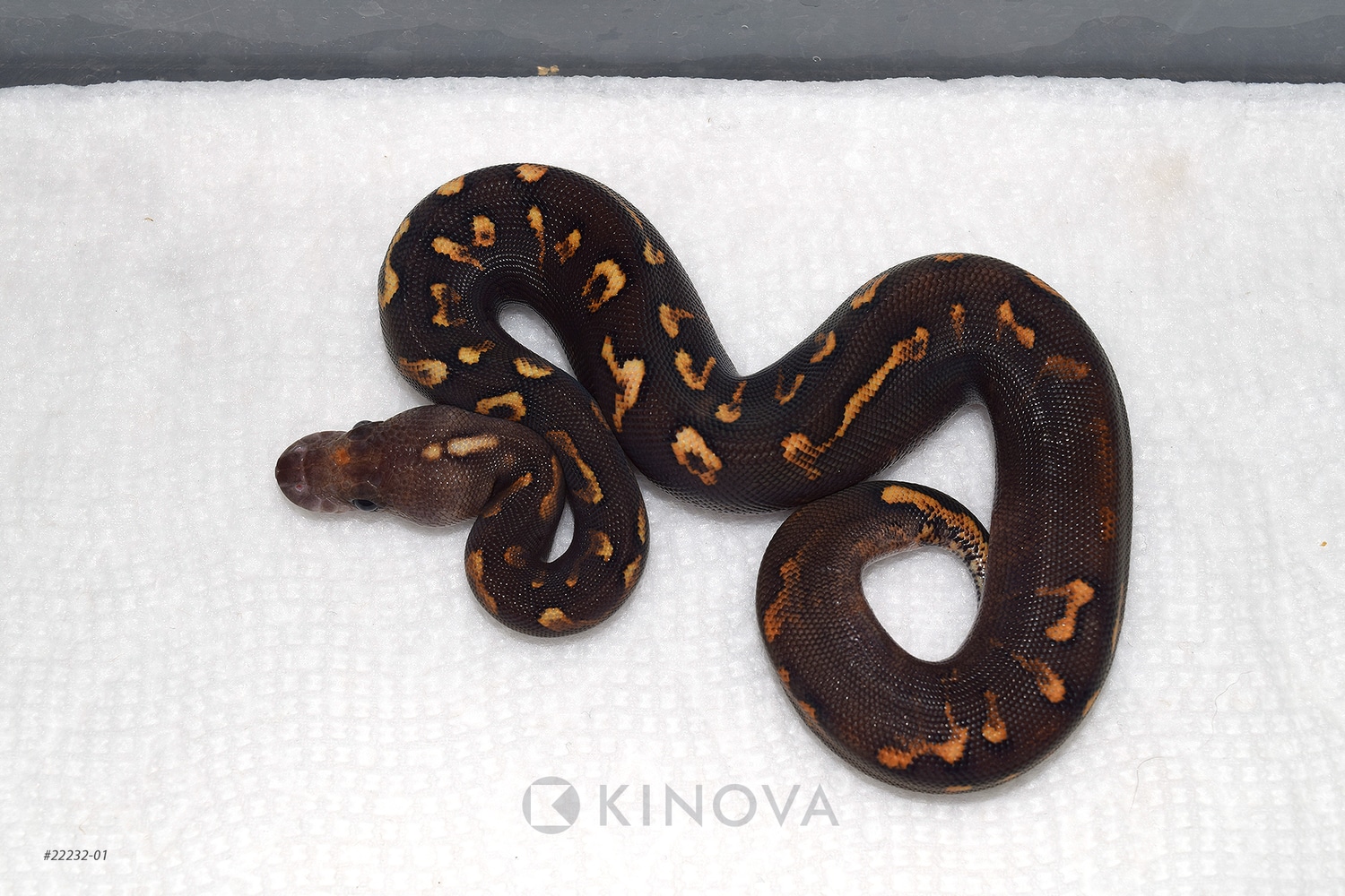Kraken 2.0 - Black Pastel GHI Wookie YB Clown (Poss Redstripe ...