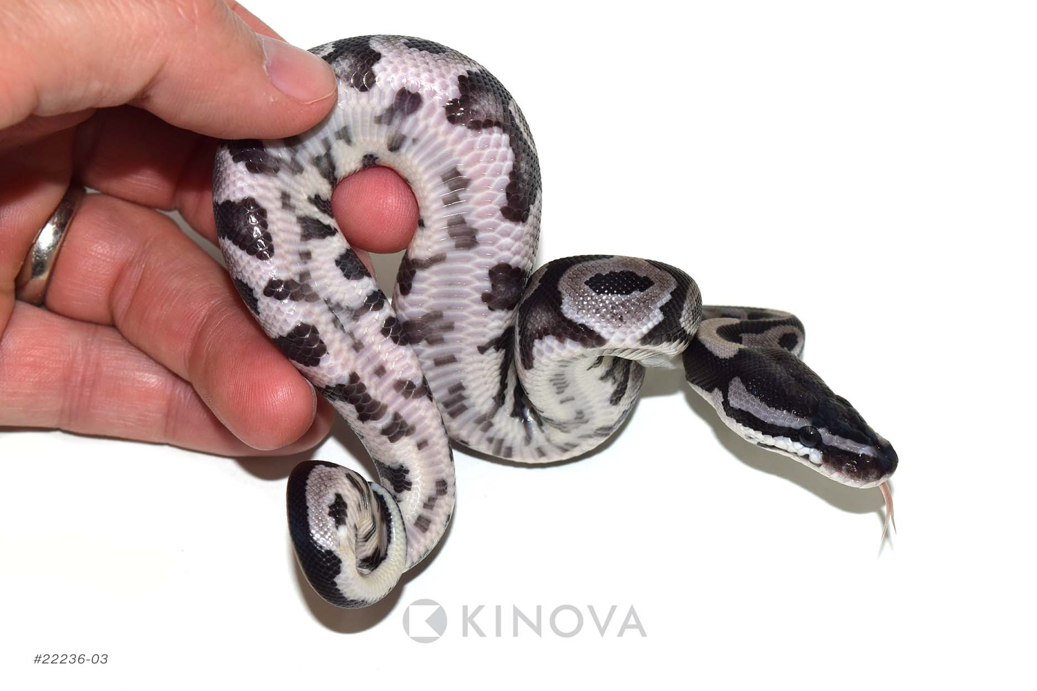 Leopard Blackhead Black Axanthic 50% Het Hypo 50% Het Pied Ball Python ...