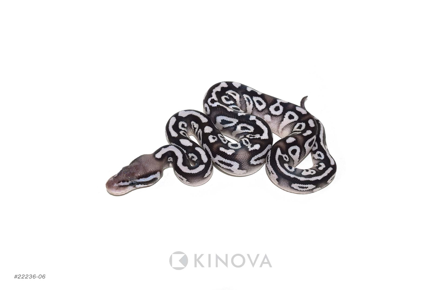 Pastel Mojave Black Axanthic 50% Het Hypo 50% Het Pied Ball Python by ...