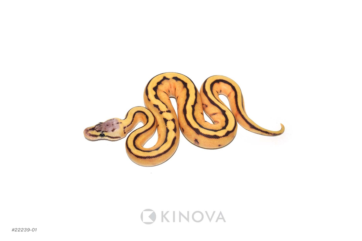 Pastel Monarch G-Stripe 50% Het Clown Ball Python by KINOVA - MorphMarket