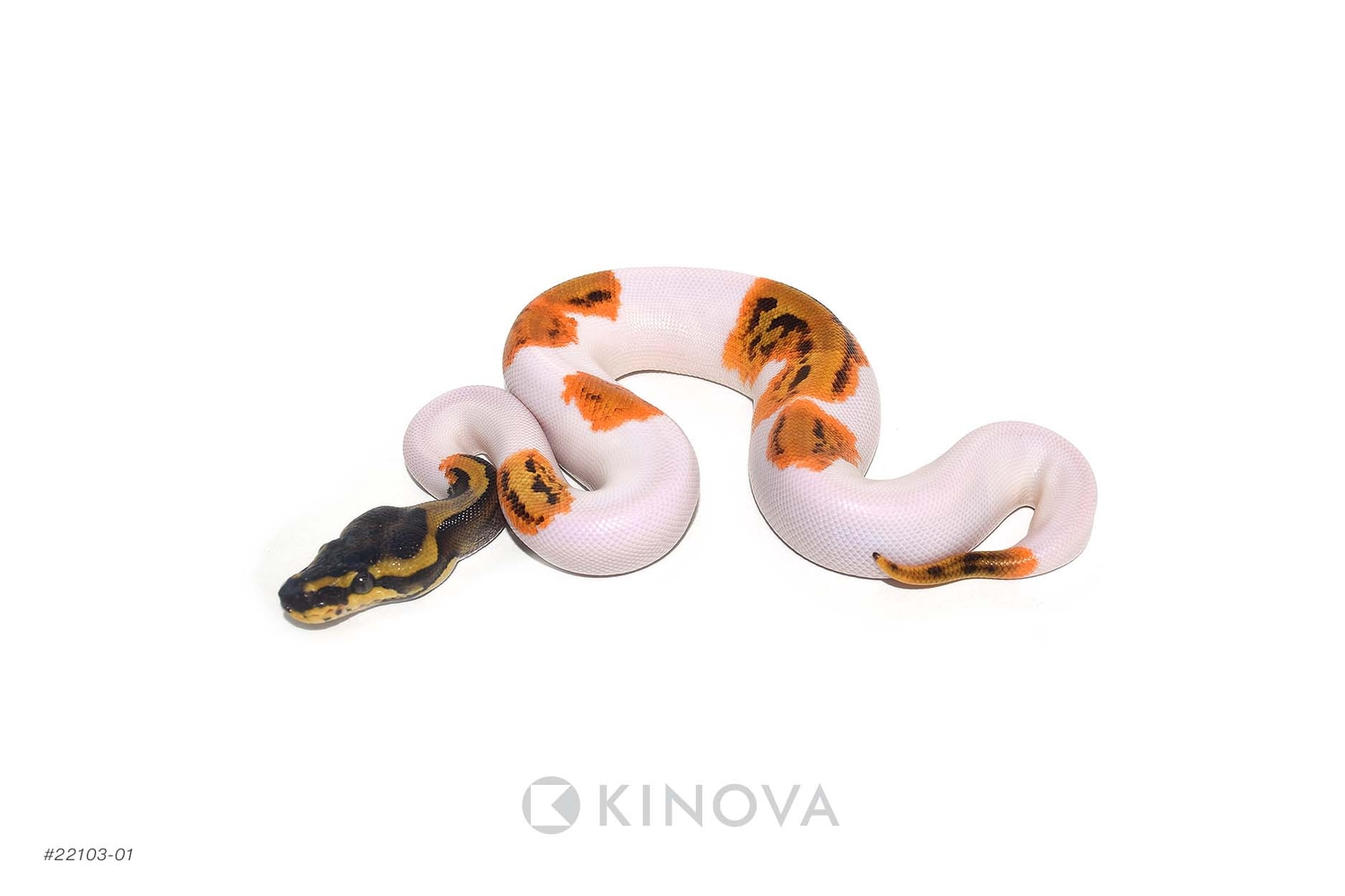 Enchi Gravel OR YB Leopard Or Stranger Pied Ball Python by KINOVA ...