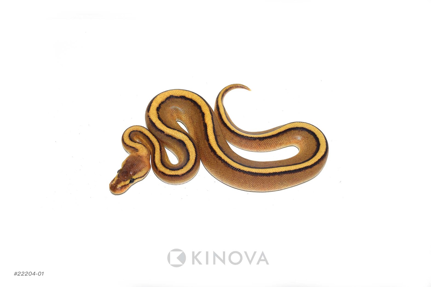 Fire G-Stripe Dbl Het DG Clown (50% Possible Pixel) Ball Python by KINOVA - MorphMarket