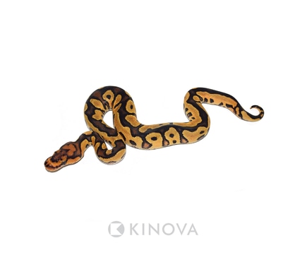 Fire YB GHI Spotnose Clown (Possible Redstripe) Ball Python by KINOVA ...