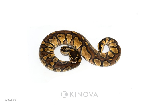 Enchi Blackhead Het Clown Ball Python by KINOVA