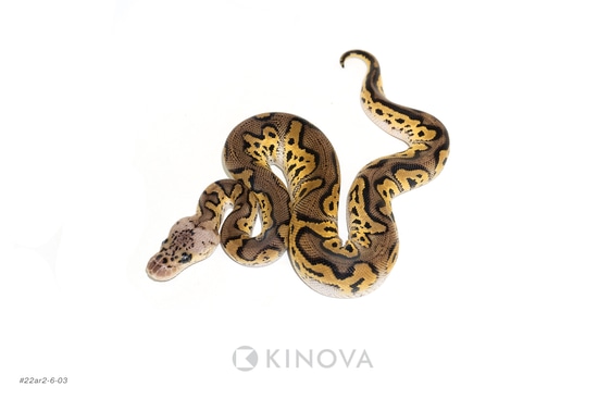 Pastel Blackhead Clown Ball Python by KINOVA