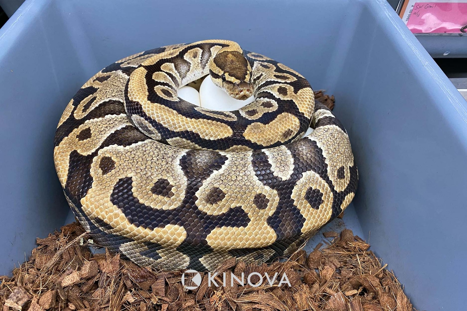 Gravel Het Clown 50% Het Hypo Ball Python by KINOVA - MorphMarket
