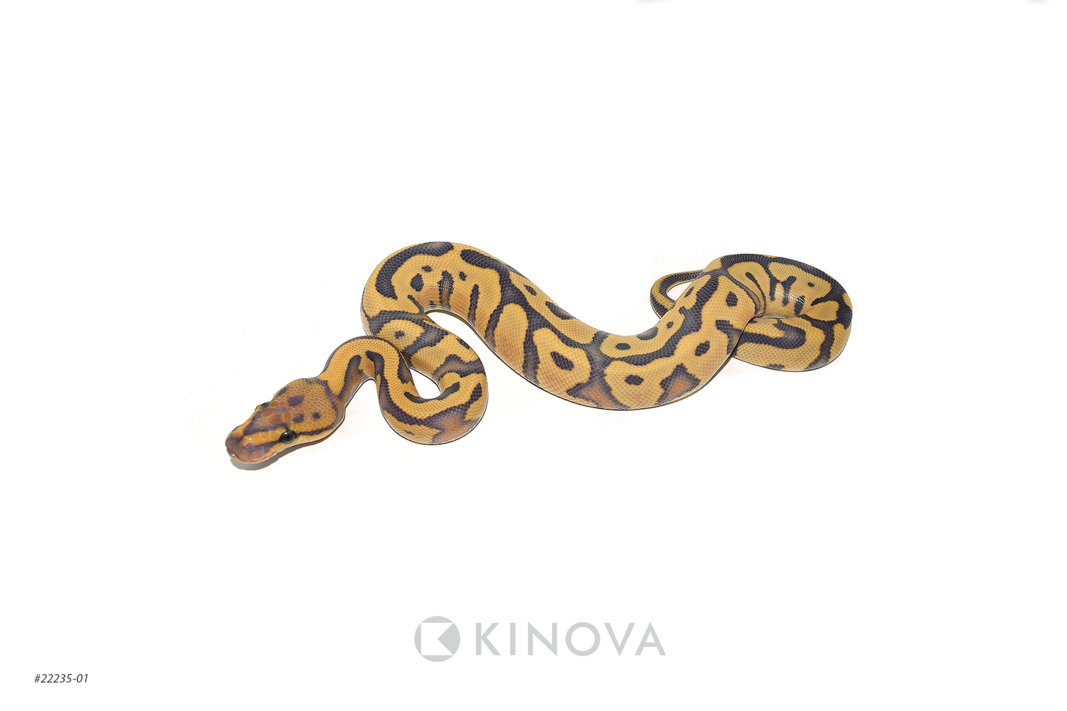 Redstripe Leopard Hypo Desert Ghost Het Clown 50% Het Pied Ball Python ...