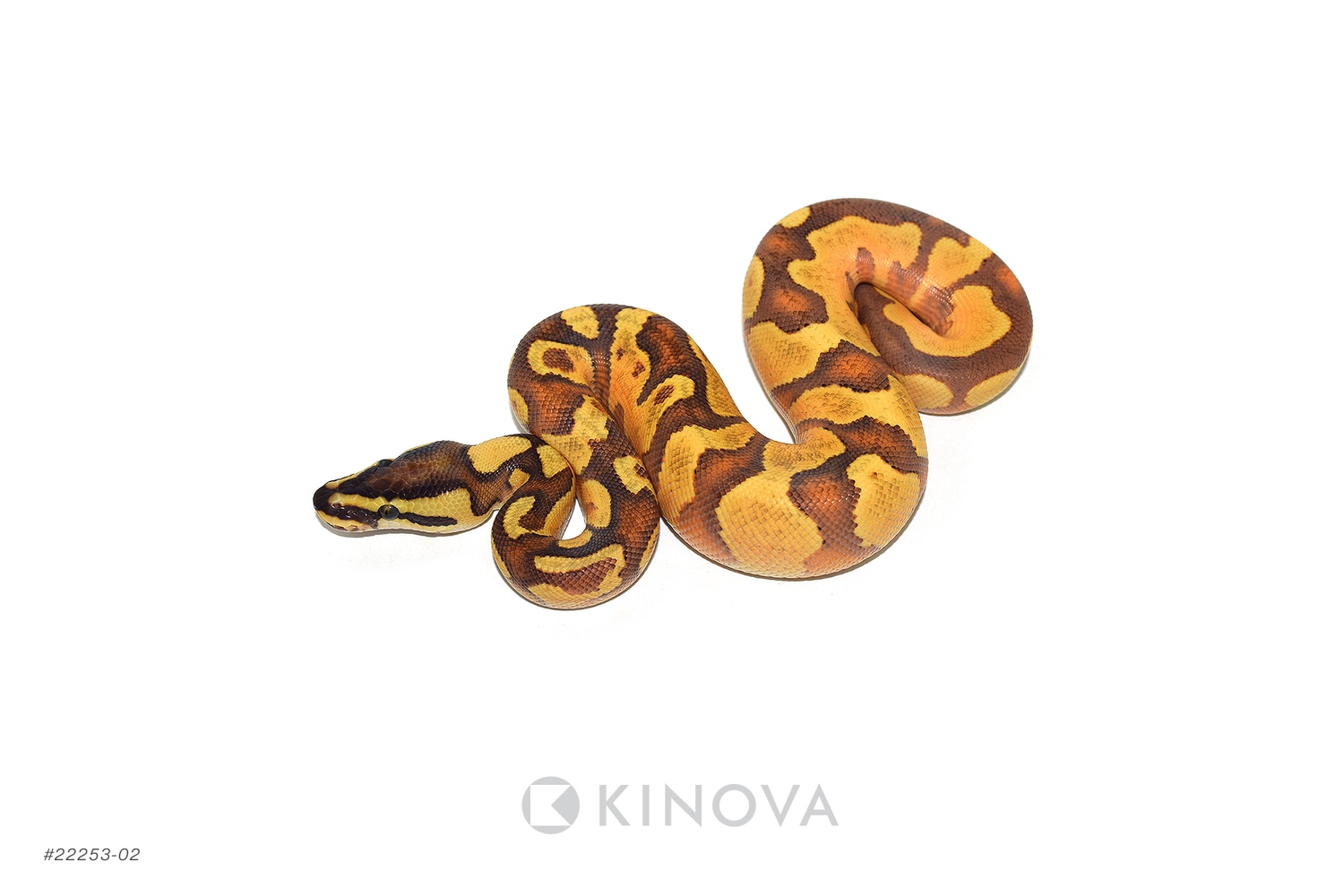 OD YB Fire OR Vanilla Het Pied 50% Het Axanthic Ball Python by KINOVA ...