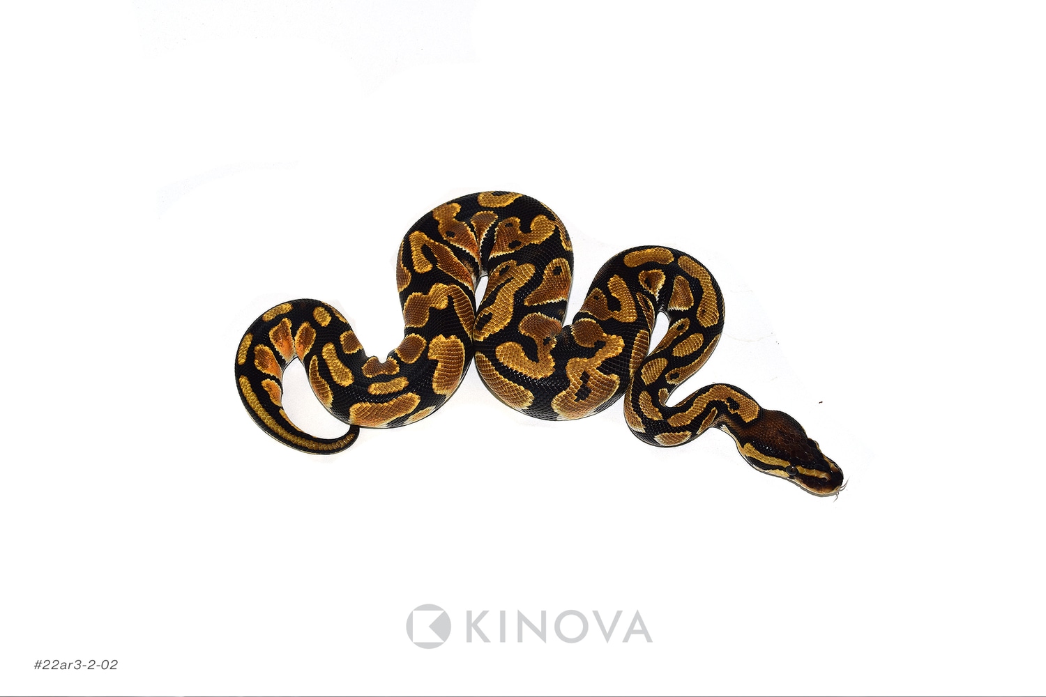 OD Het Sentinel Ball Python by KINOVA - MorphMarket
