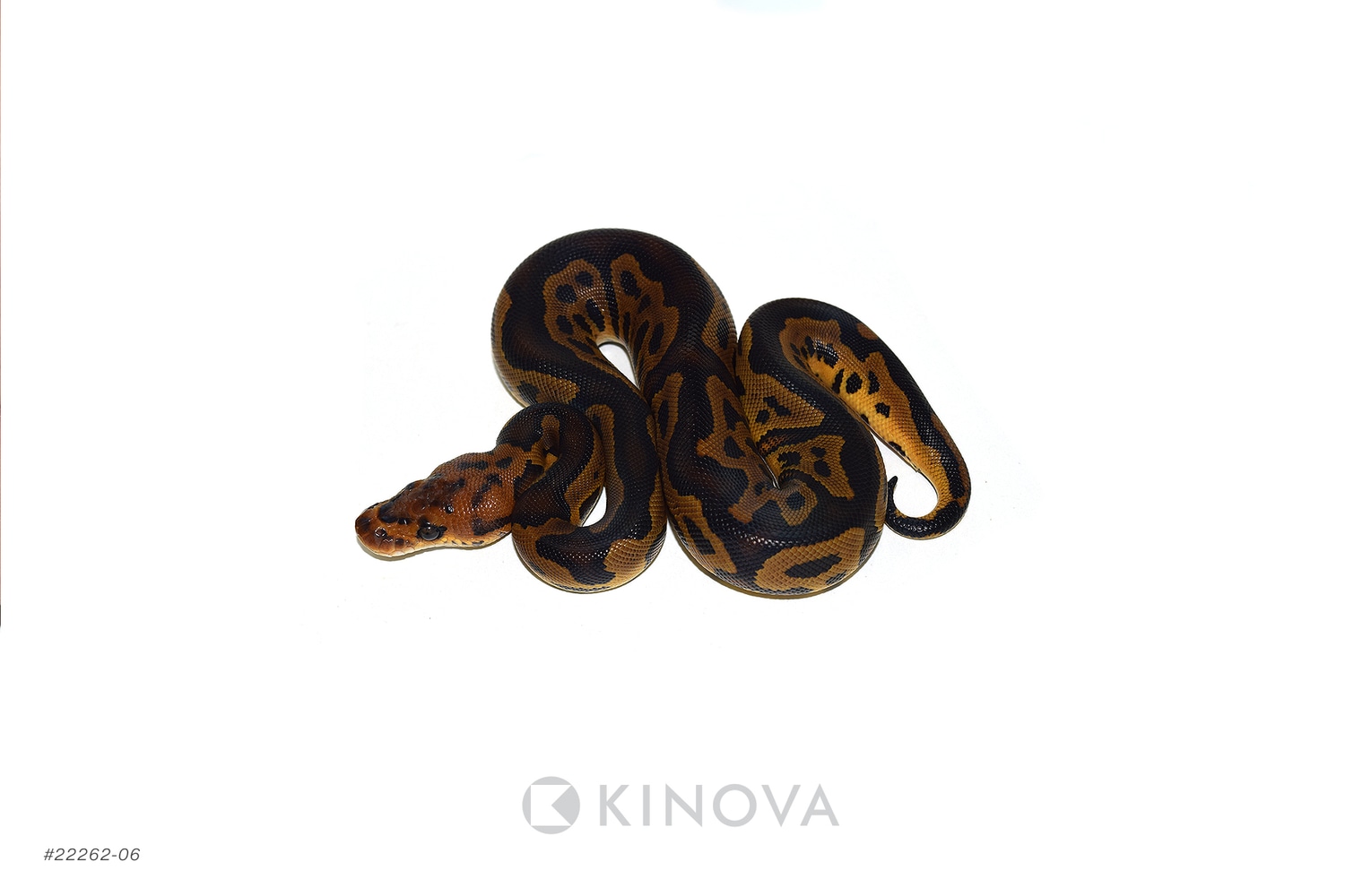 Leopard Clown Het Sunset Ball Python by KINOVA - MorphMarket