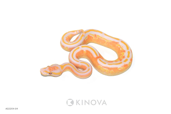 Freeway Lavender Het Pied Ball Python by KINOVA