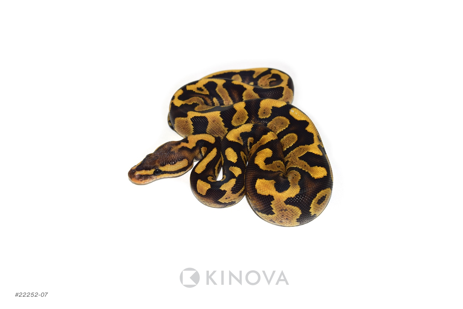 Fire Chocolate Het Clown Ball Python by KINOVA - MorphMarket