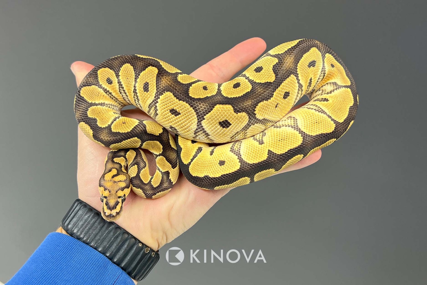 Lace Clown Ball Python by KINOVA - MorphMarket