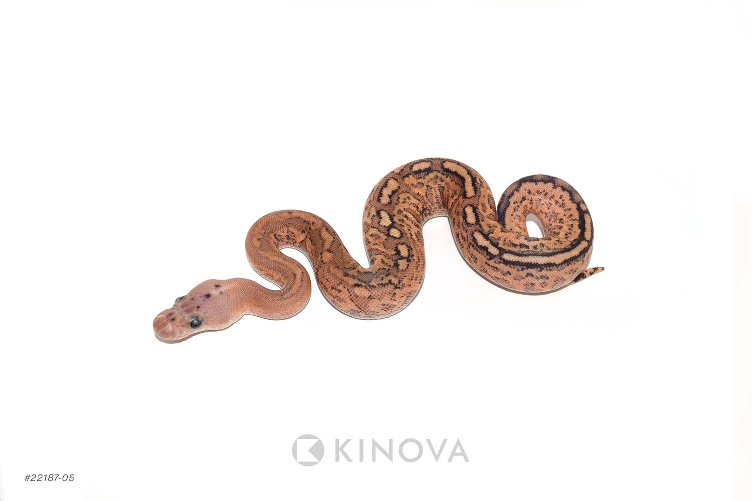 Black Pastel Fire YB Redhead Spotnose Clown Ball Python by KINOVA ...