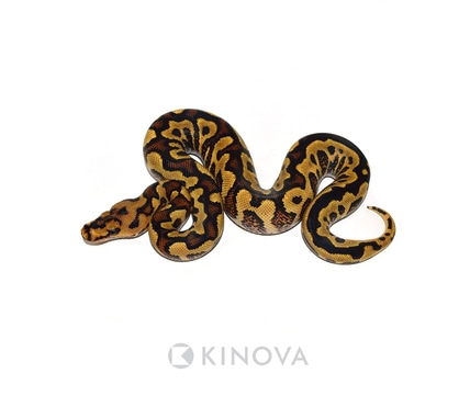 YB Ultramel Clown Ball Python by KINOVA - MorphMarket