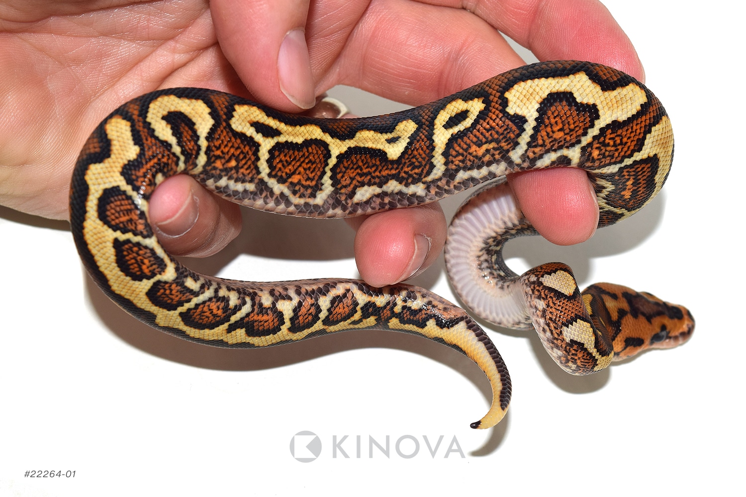 Pompeii Ball Python by KINOVA - MorphMarket