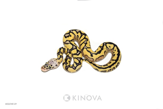 Pastel Spotnose White Lace Clown Ball Python by KINOVA