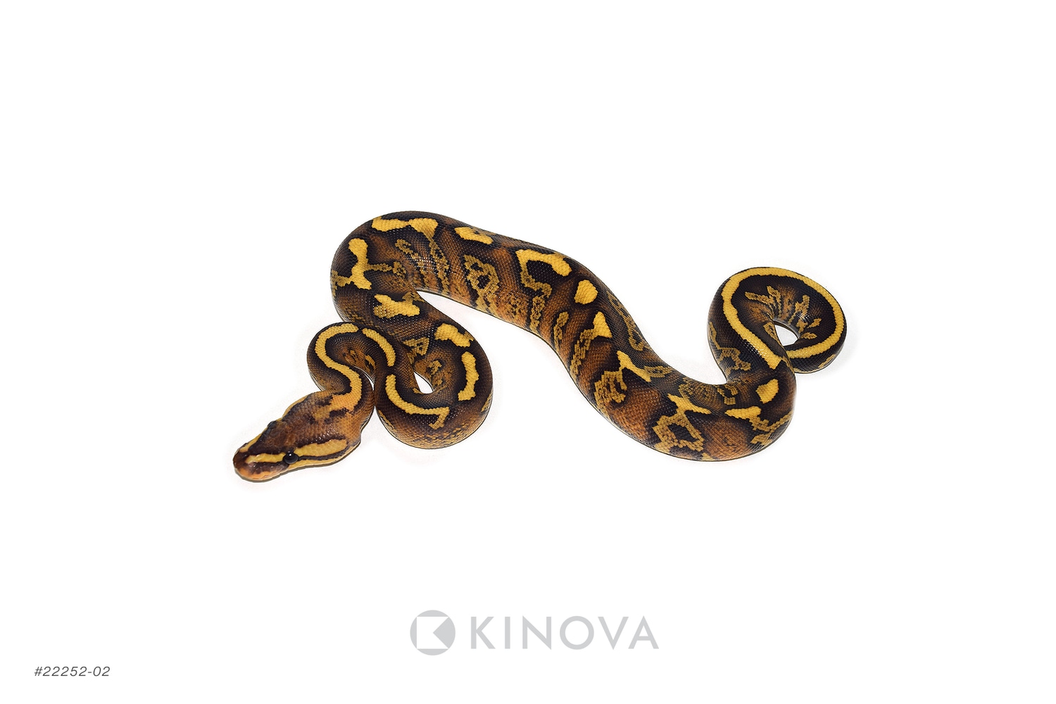 Redstripe YB Chocolate Pixel Het Clown Ball Python by KINOVA - MorphMarket