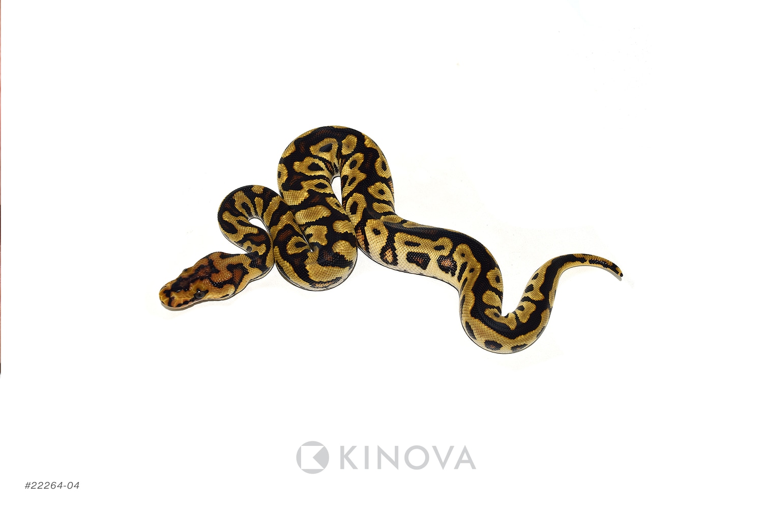 Redstripe Spotnose Clown Ball Python by KINOVA - MorphMarket